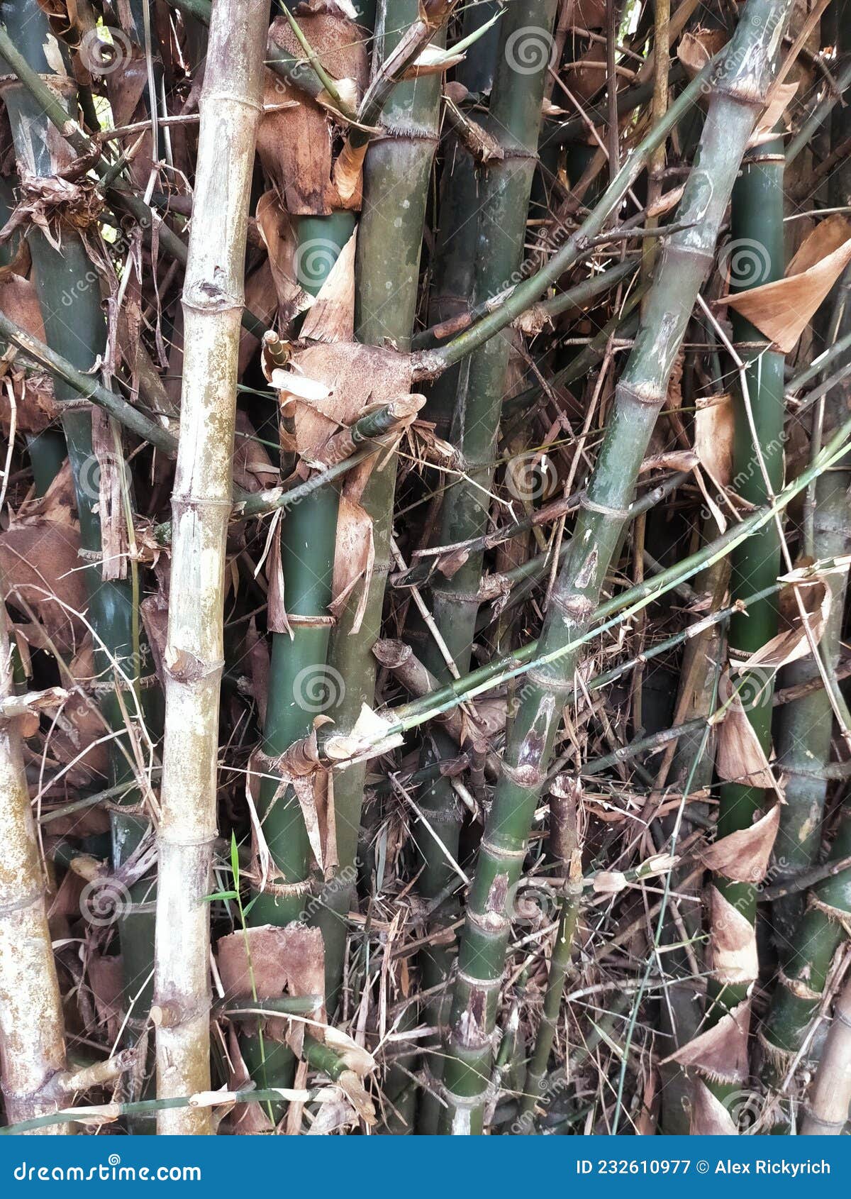 Bamboo Plant Structure