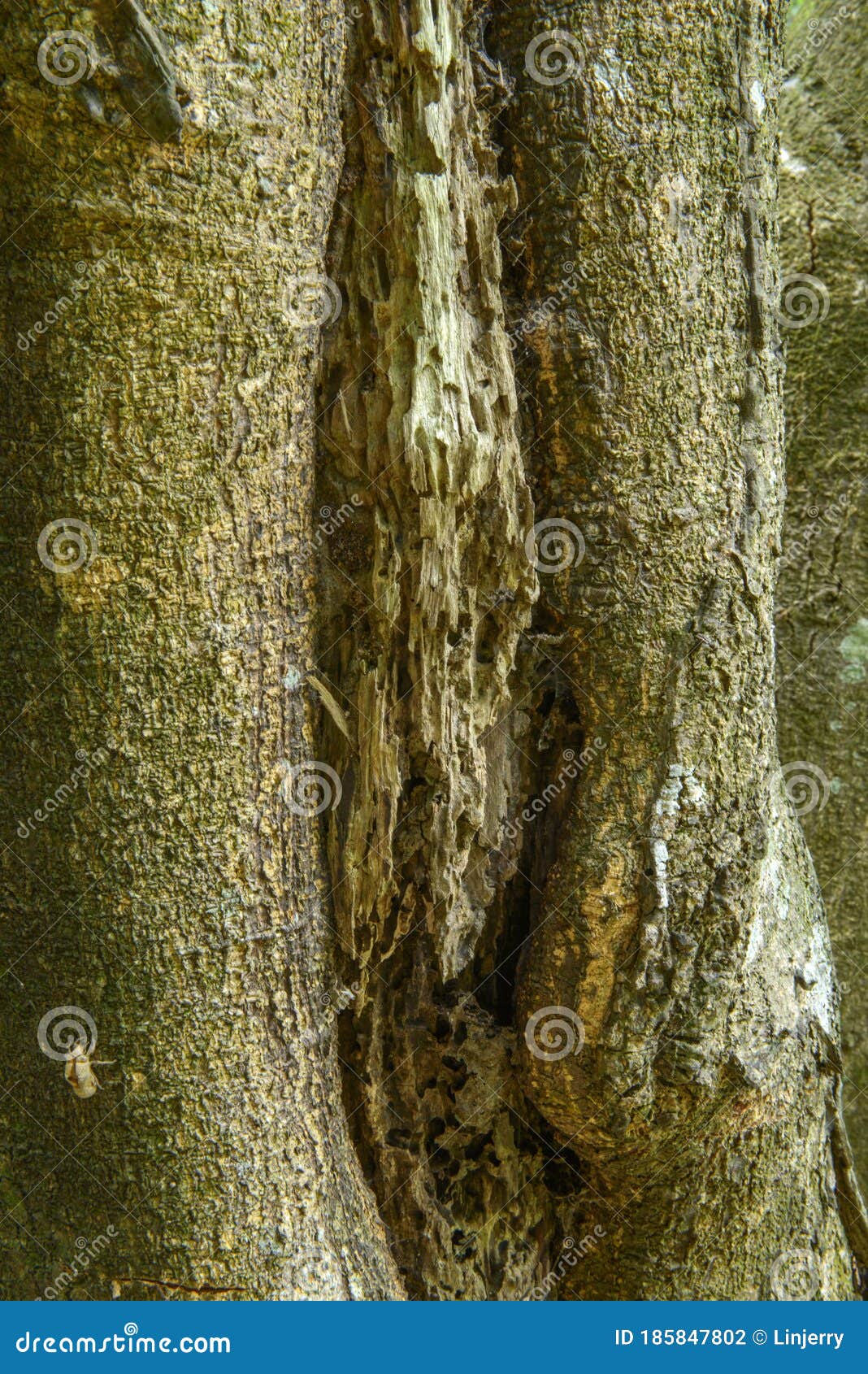 Structure the Bark of a Acacia Tree Stock Photo - Image of closeup ...