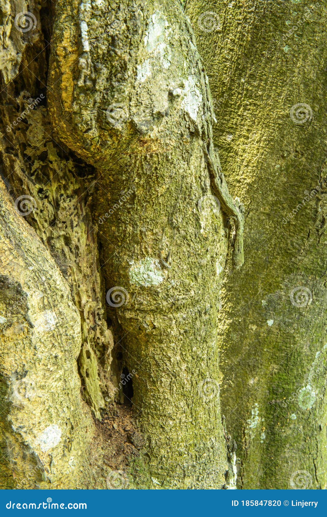 Structure the Bark of a Acacia Tree Stock Photo - Image of forest ...