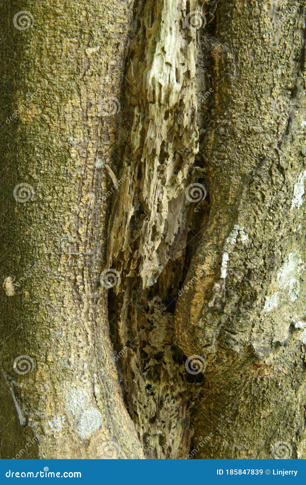 Structure the Bark of a Acacia Tree Stock Image - Image of nature ...