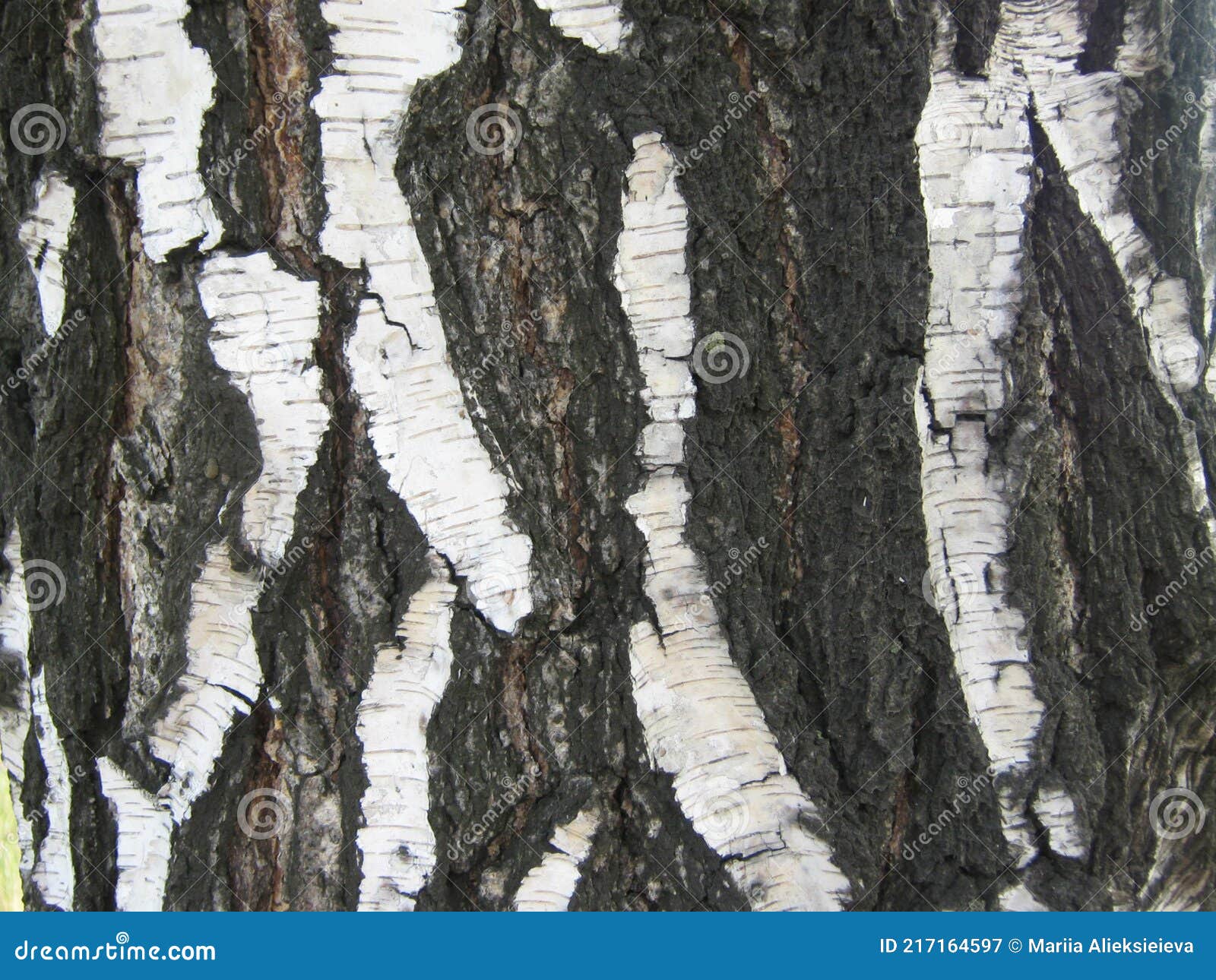 The Structure of the Bark of a Birch Tree Close Up. Stock Image - Image ...