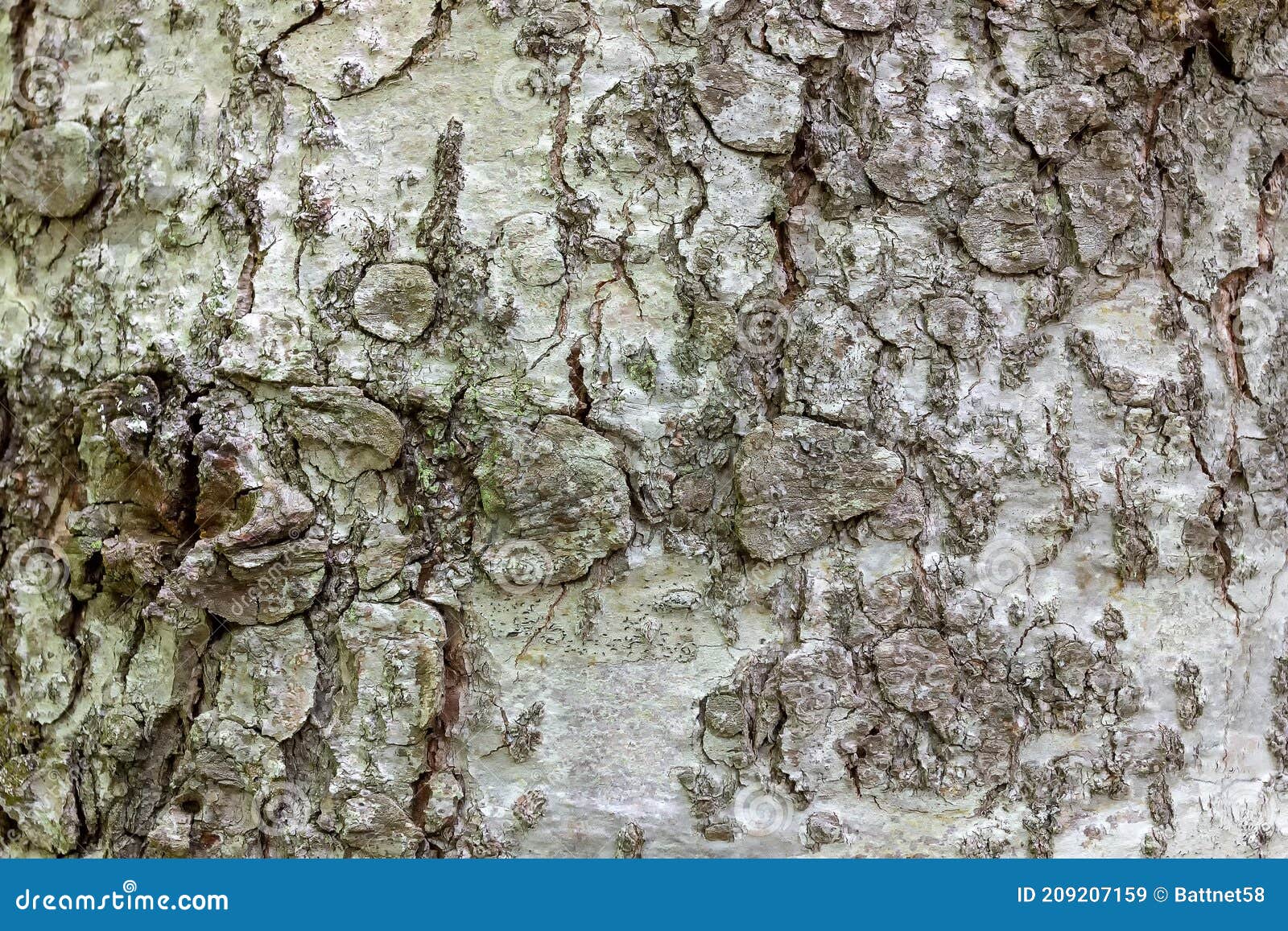The Structure of the Bark of Different Types of Trees in a Forest Park ...