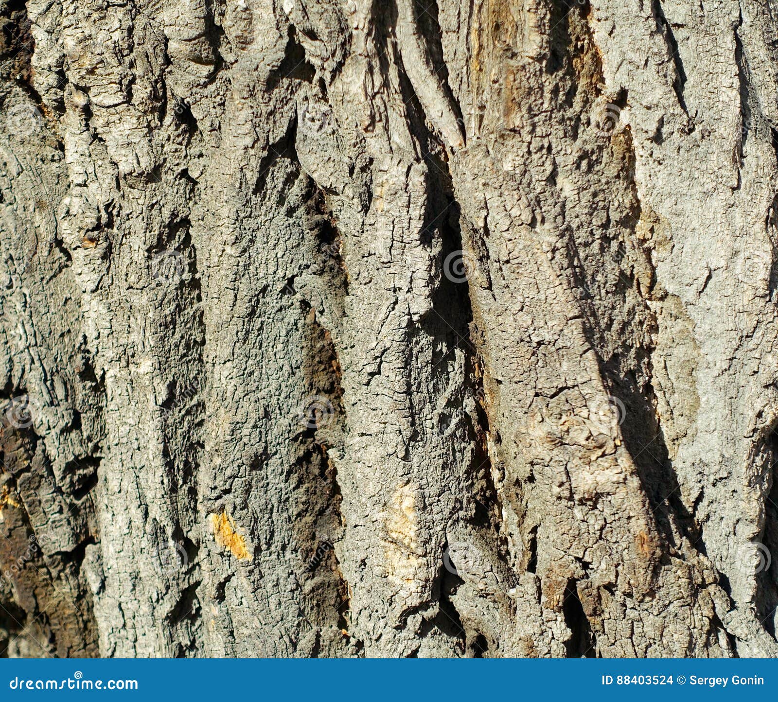 The Structure of the Bark of a Large Tree Closeup Stock Photo - Image ...