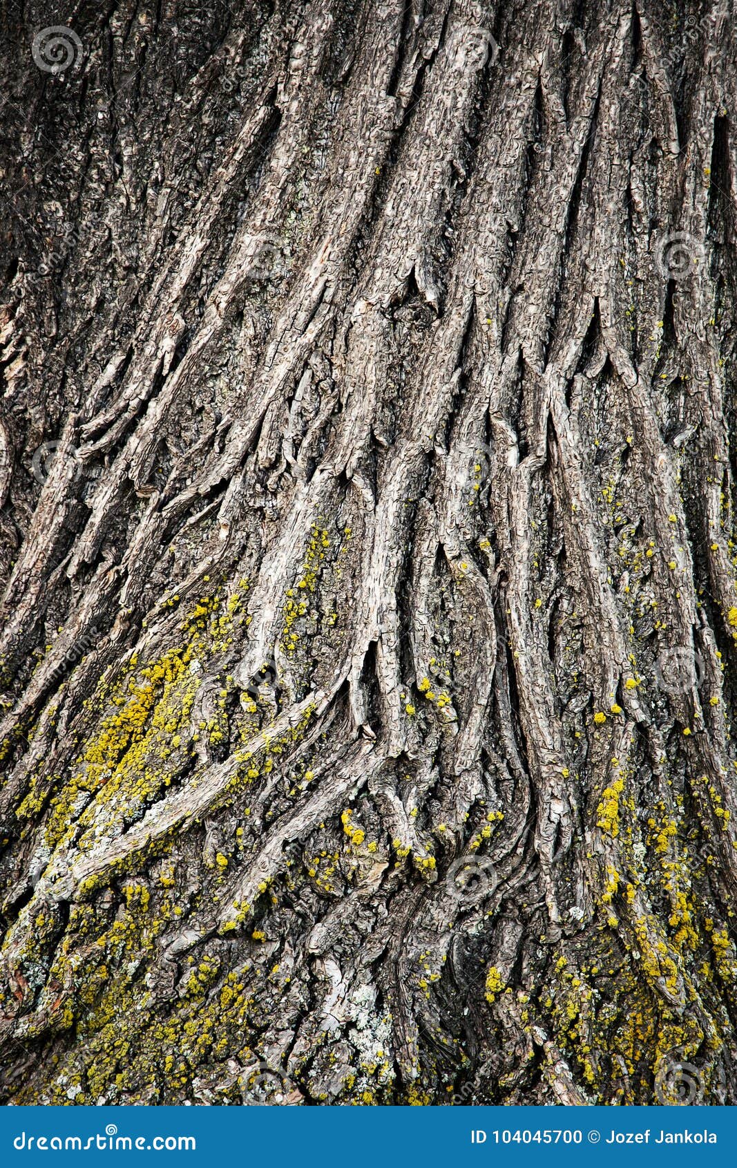 Structure Of Bark Of Tree Taken Picture In Summer In Turkey Royalty ...