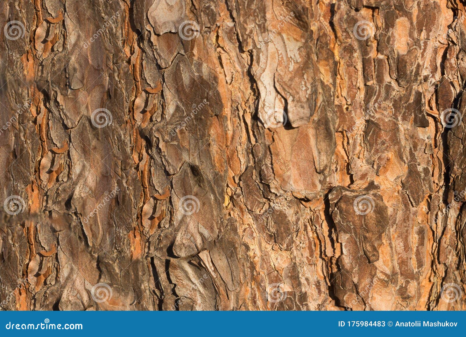 Structure of bark stock image. Image of bark, nature - 175984483