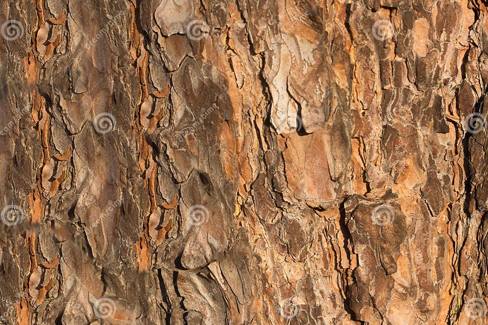 Structure of bark stock image. Image of bark, nature - 175984483