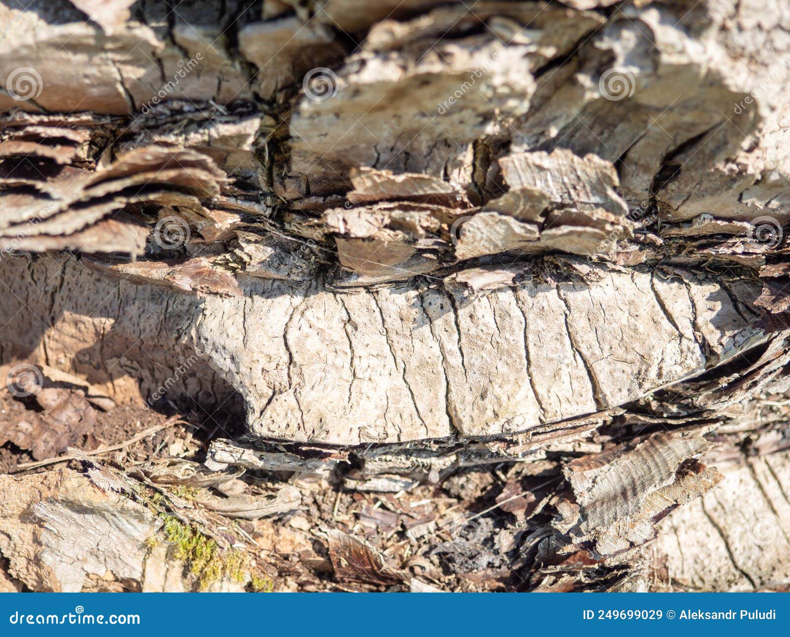 The Structure of the Bark of a Palm Tree. Southern Tree Bark. the ...