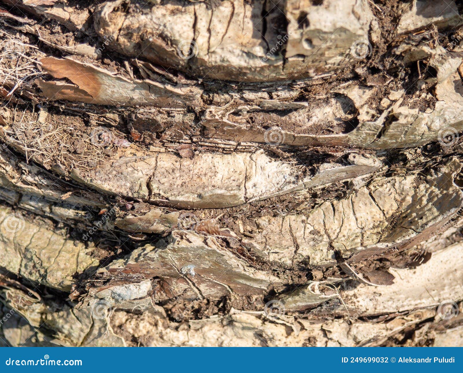 The Structure of the Bark of a Palm Tree. Southern Tree Bark. the ...