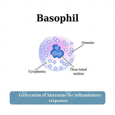 The Structure of the Basophil. Vector Illustration Stock Vector ...