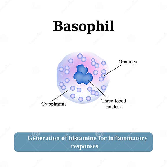 The Structure of the Basophil. Vector Illustration Stock Vector ...