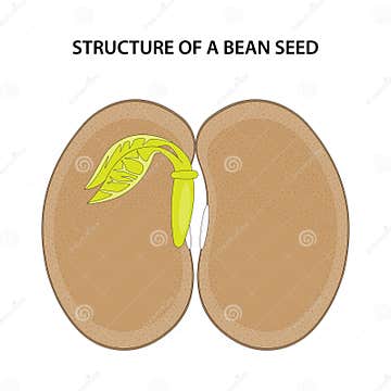 Structure of a Bean Seed. Diagram Unlabelled. Stock Vector ...