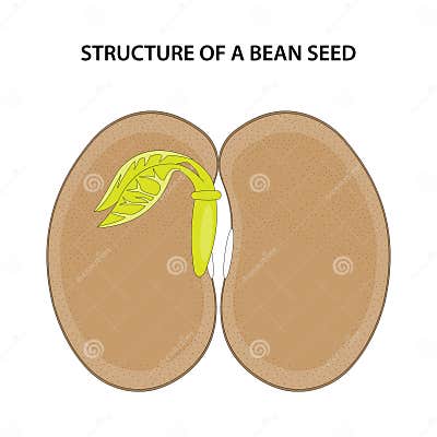 Structure of a Bean Seed. Diagram Unlabelled. Stock Vector ...