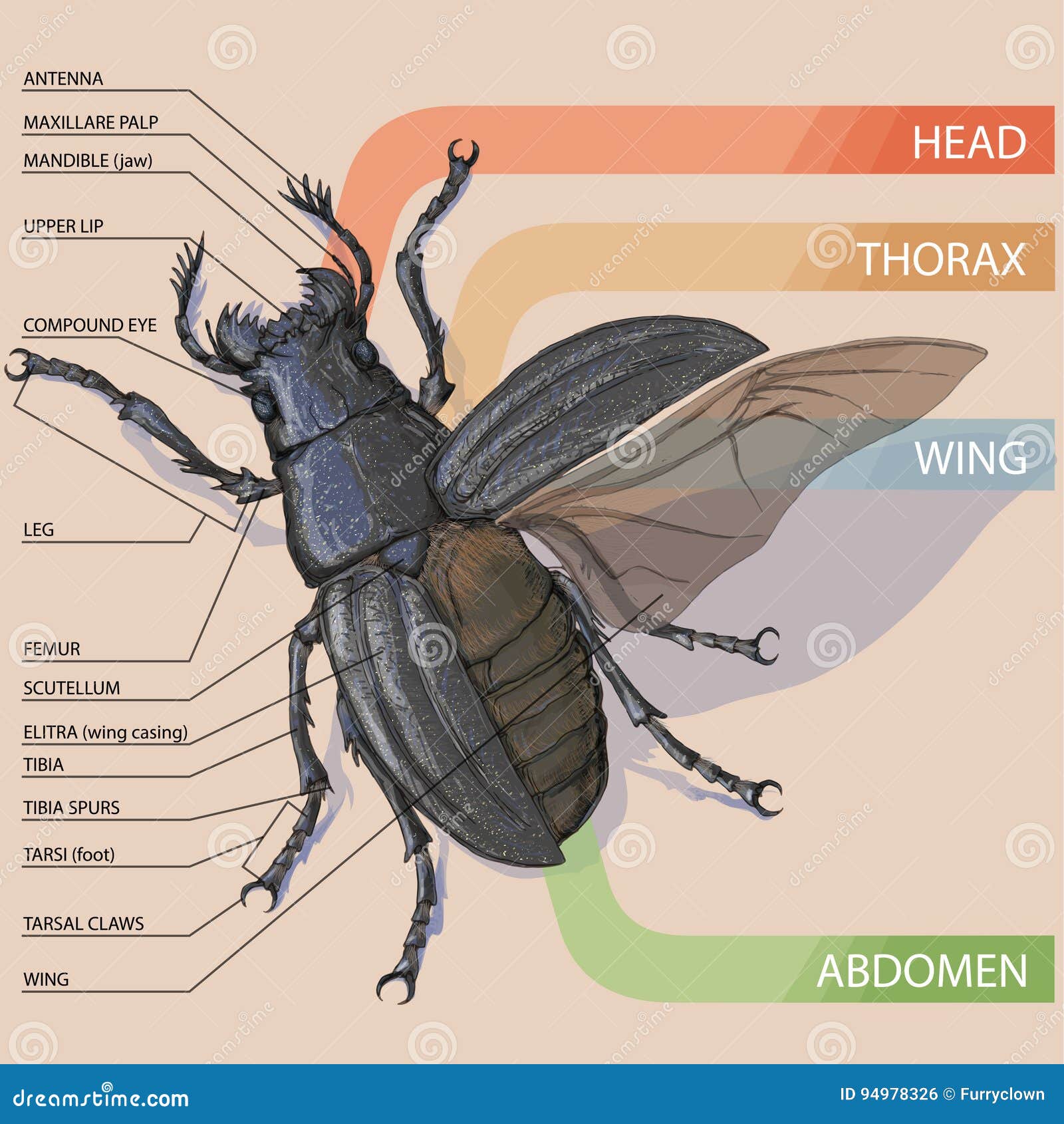 The Structure Of The Beetle. Vector Diagram | CartoonDealer.com #94977927
