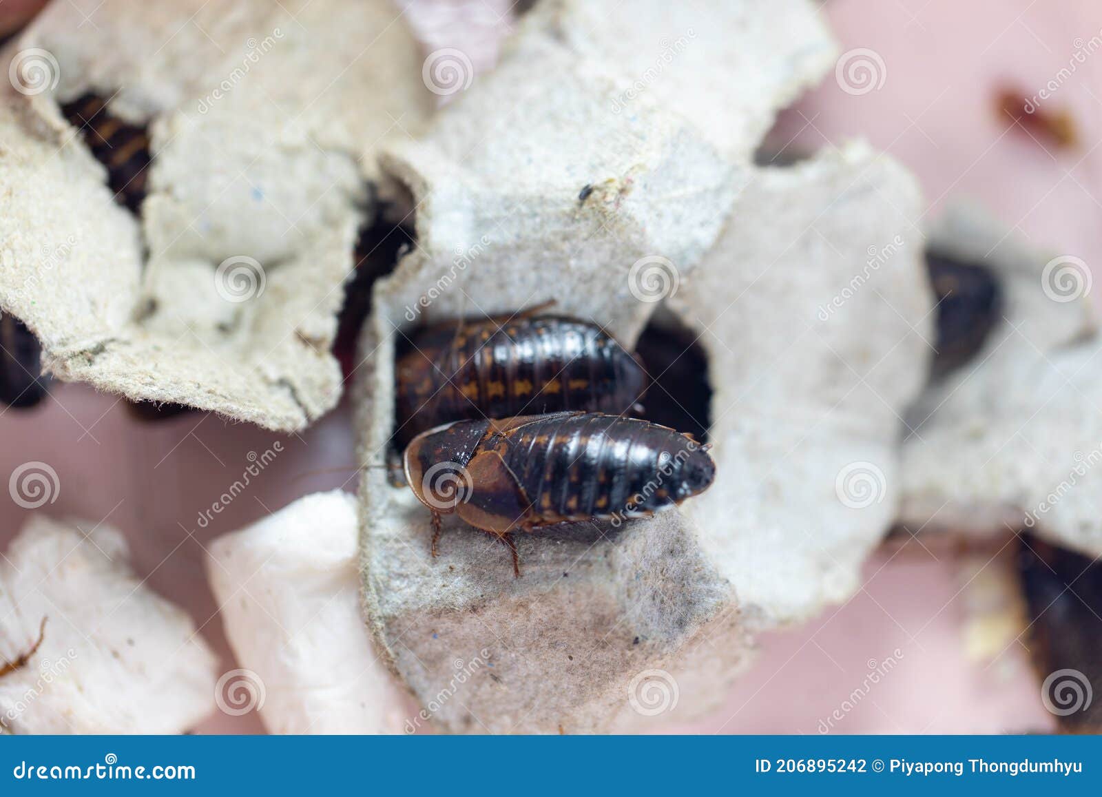 Structure of Blaptica Dubia, Dubia Roach, Also Known As the Orange ...