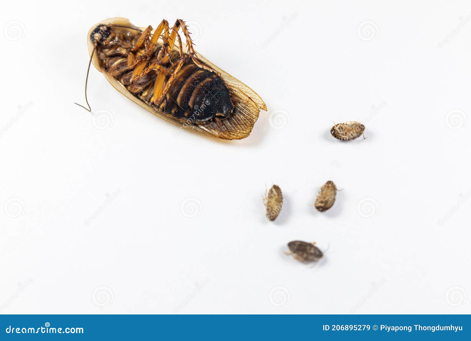 Structure of Blaptica Dubia, Dubia Roach, Also Known As the Orange ...