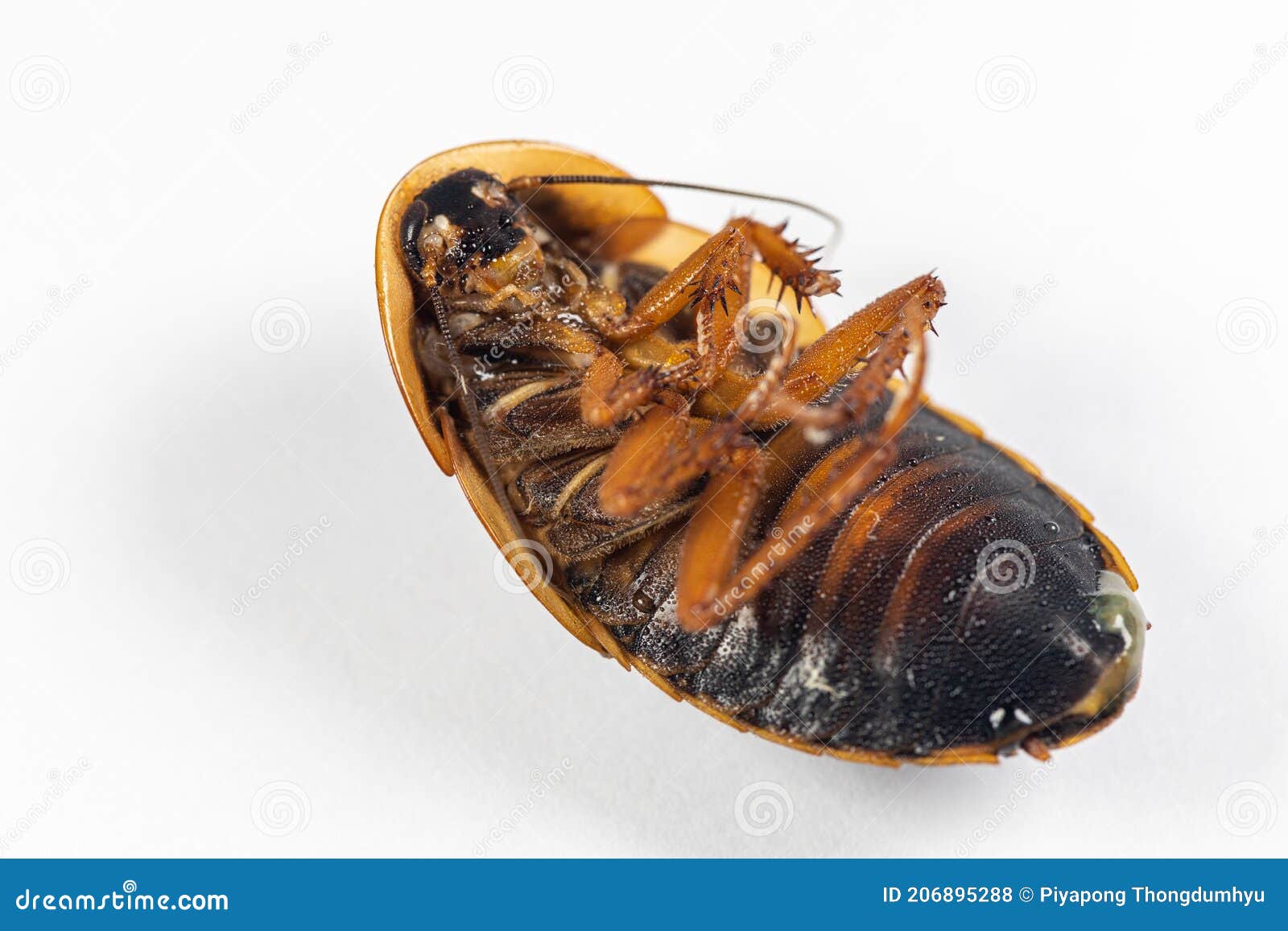 Structure of Blaptica Dubia, Dubia Roach, Also Known As the Orange ...