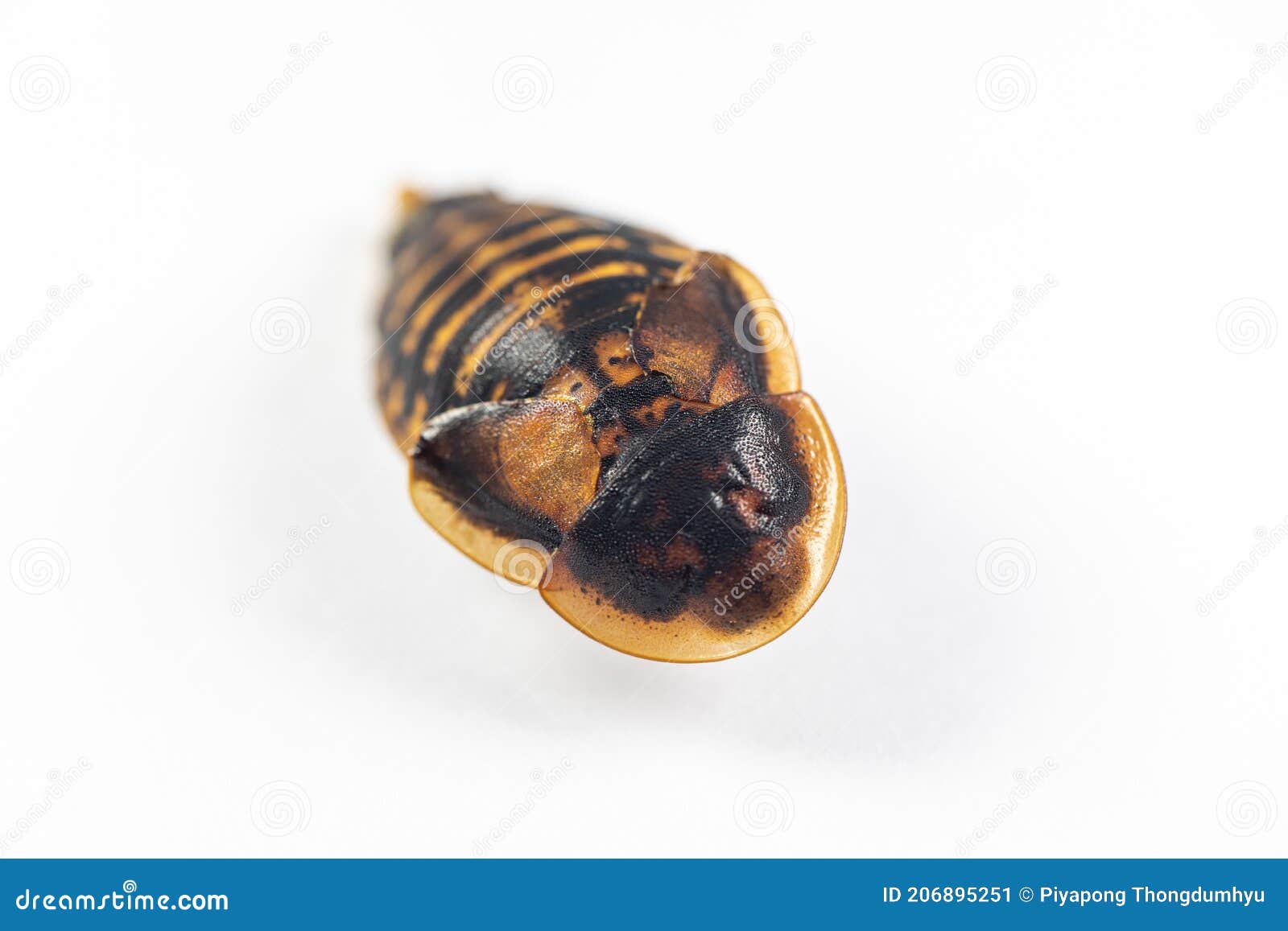 Structure of Blaptica Dubia, Dubia Roach, Also Known As the Orange ...