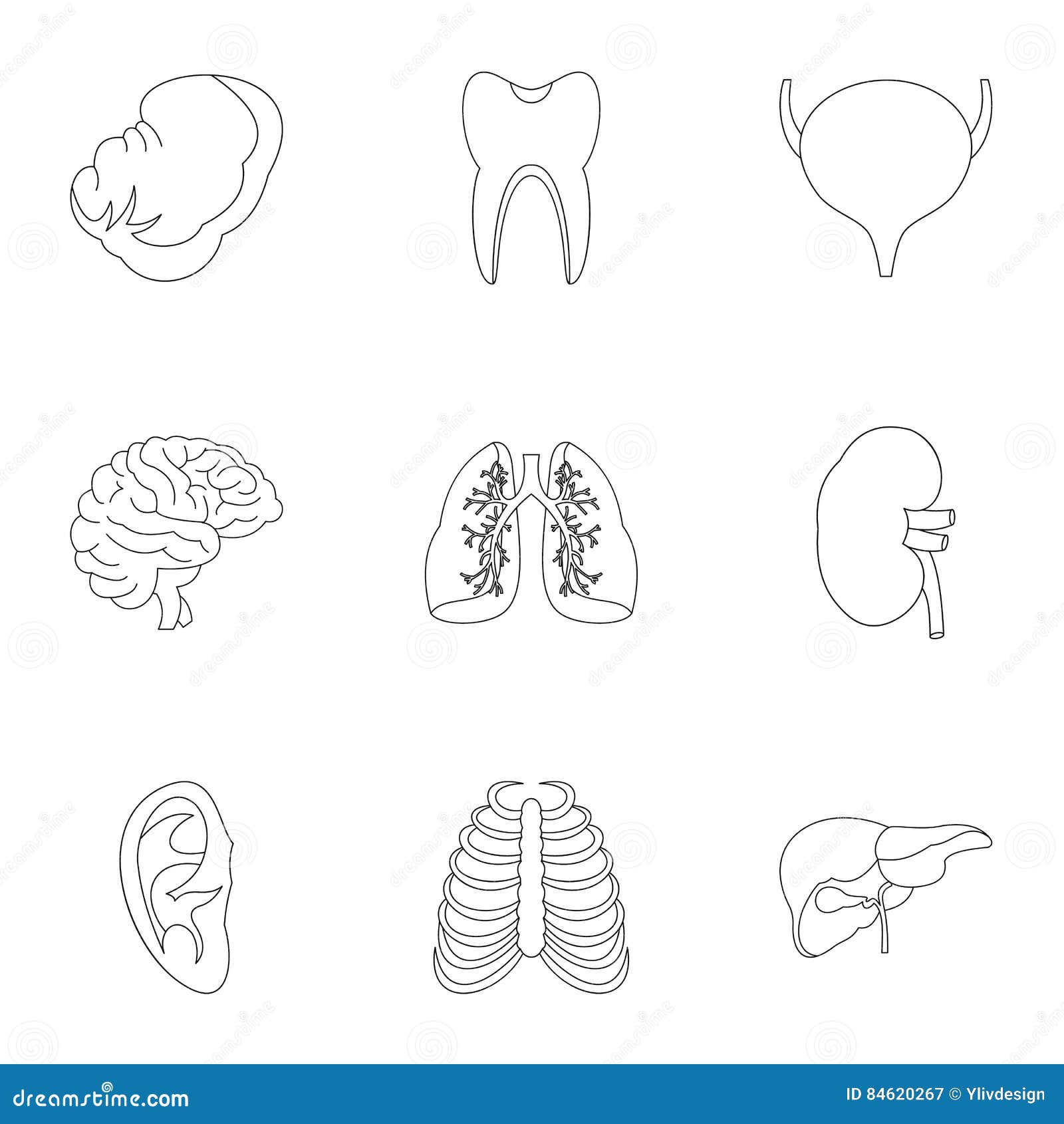 Structure of Body Icons Set, Outline Style Stock Vector - Illustration ...