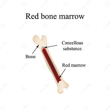 The Structure of the Bone Marrow. Infographics Stock Vector ...