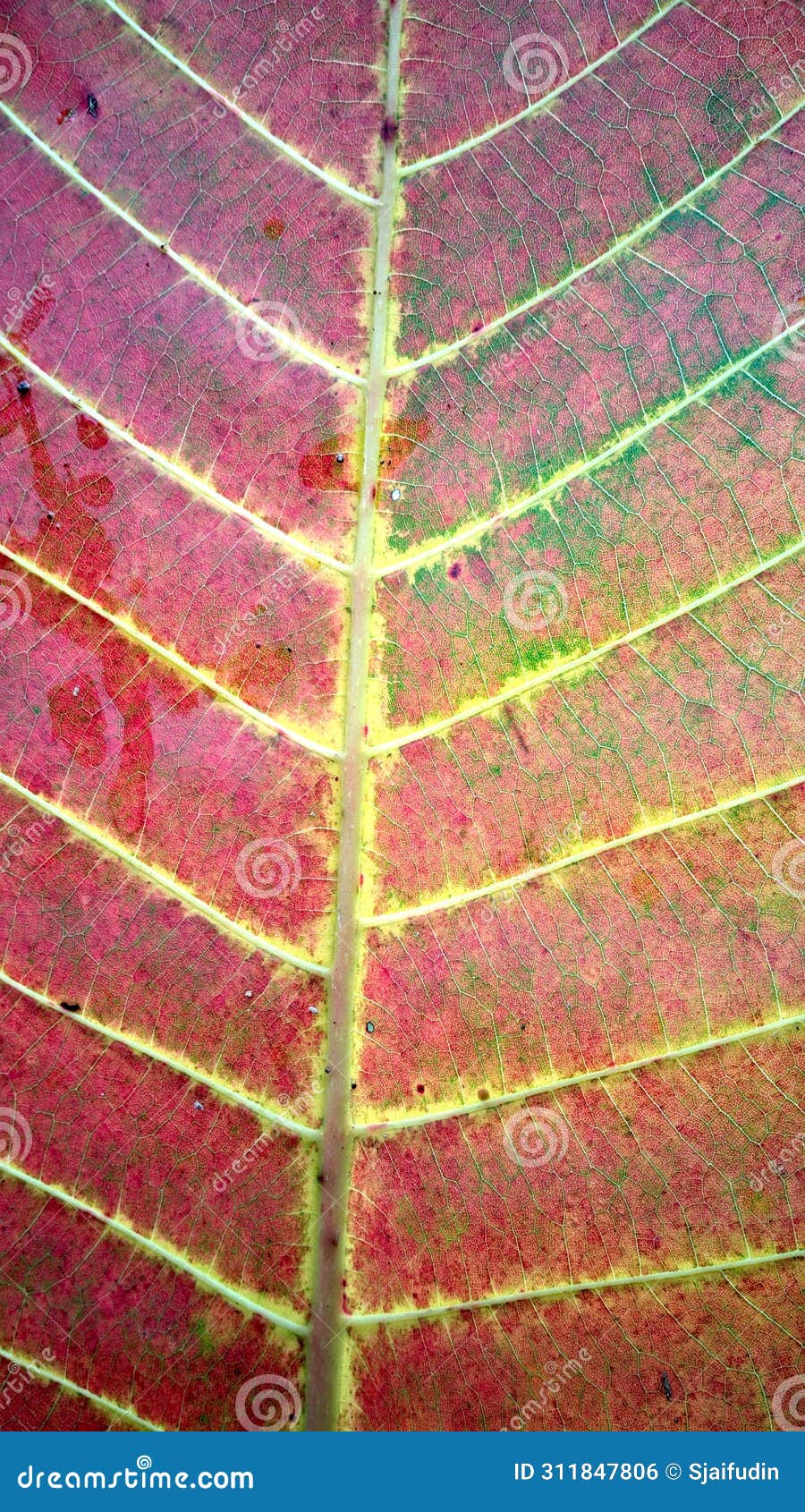 The Structure of the Bones of Ketapang Leaves is Brightly Colored Stock ...