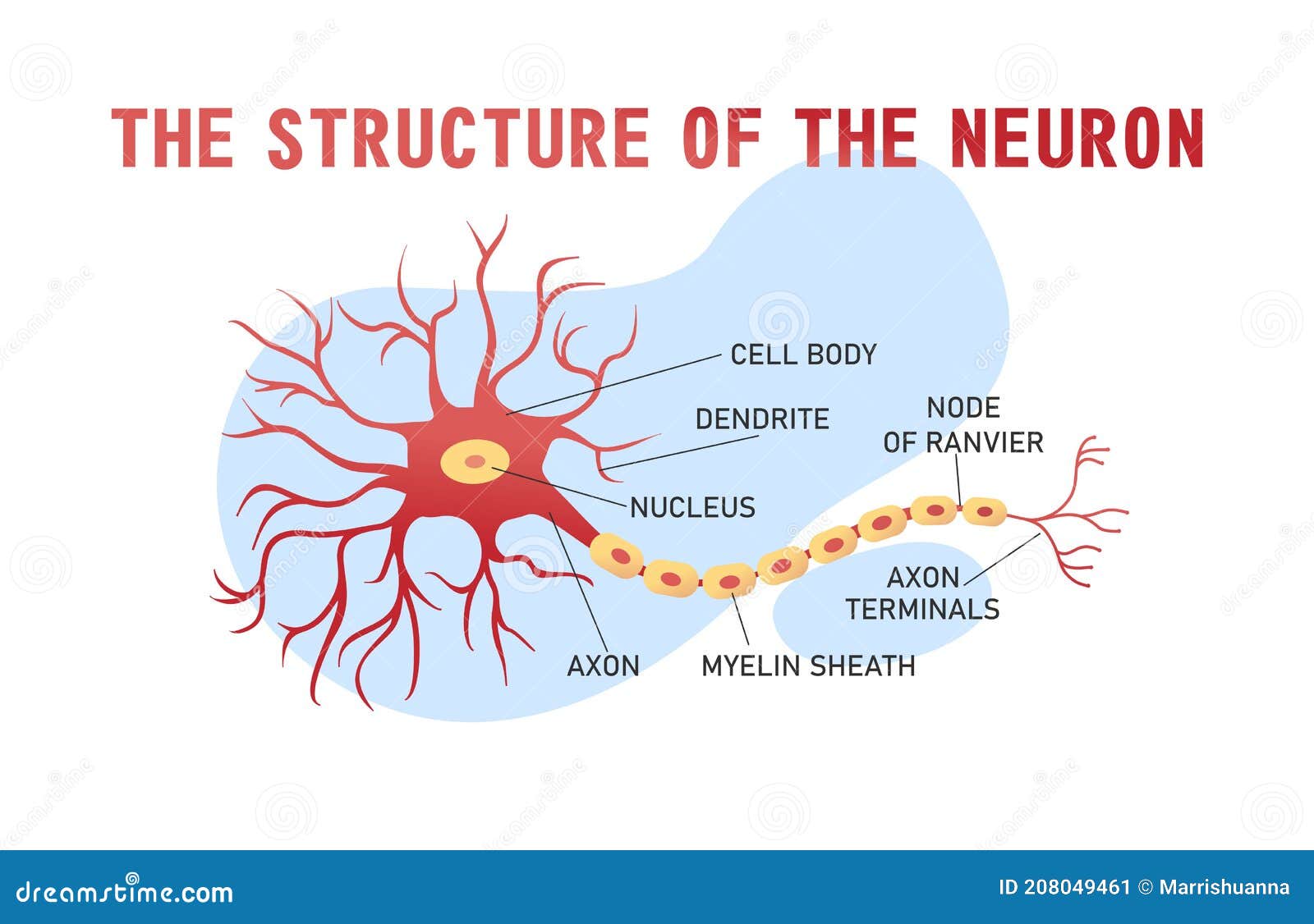 Neuron Structure. Description Of The Anatomy Of The Neuron Of The Brain ...