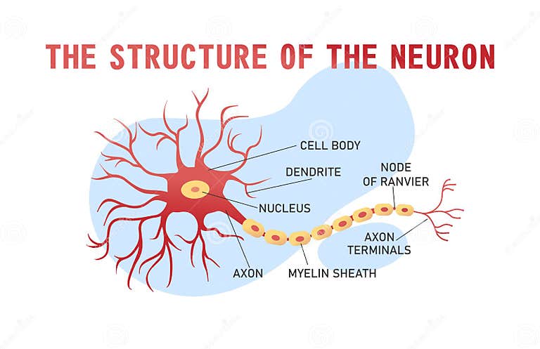 Structure of the Brain Neuron Stock Vector - Illustration of banner ...