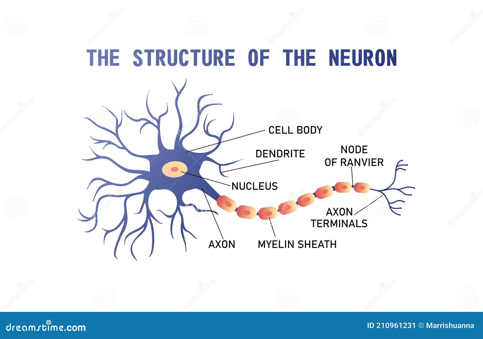 Neuron Structure. Description Of The Anatomy Of The Neuron Of The Brain ...