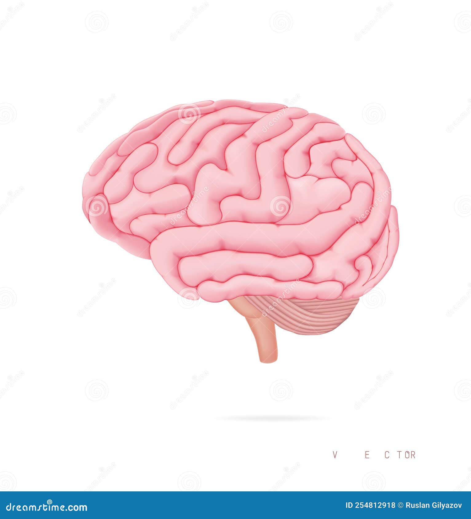 The Structure of the Brain Side View. Stock Vector - Illustration of ...