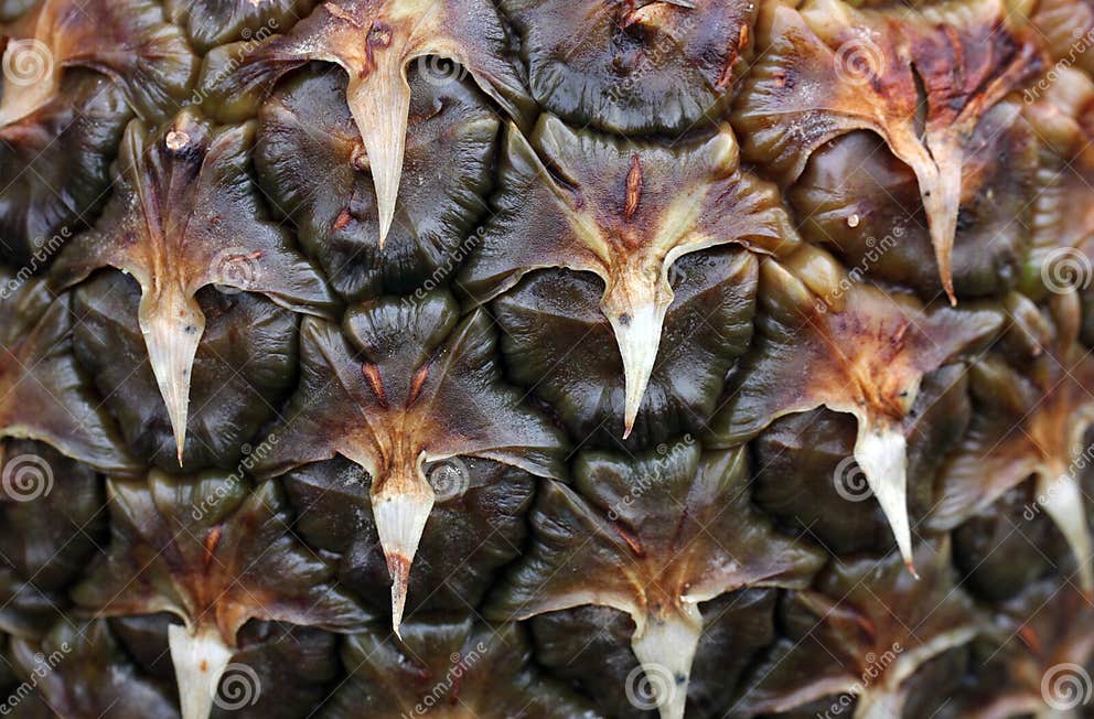 Structure of Brown Dried Pineapple Stock Photo - Image of ecology ...