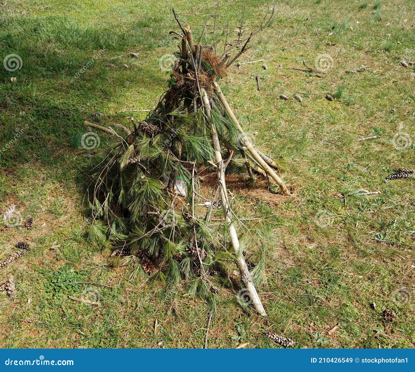 Structure Built with Sticks and Pine Branches on Grass Stock Image ...