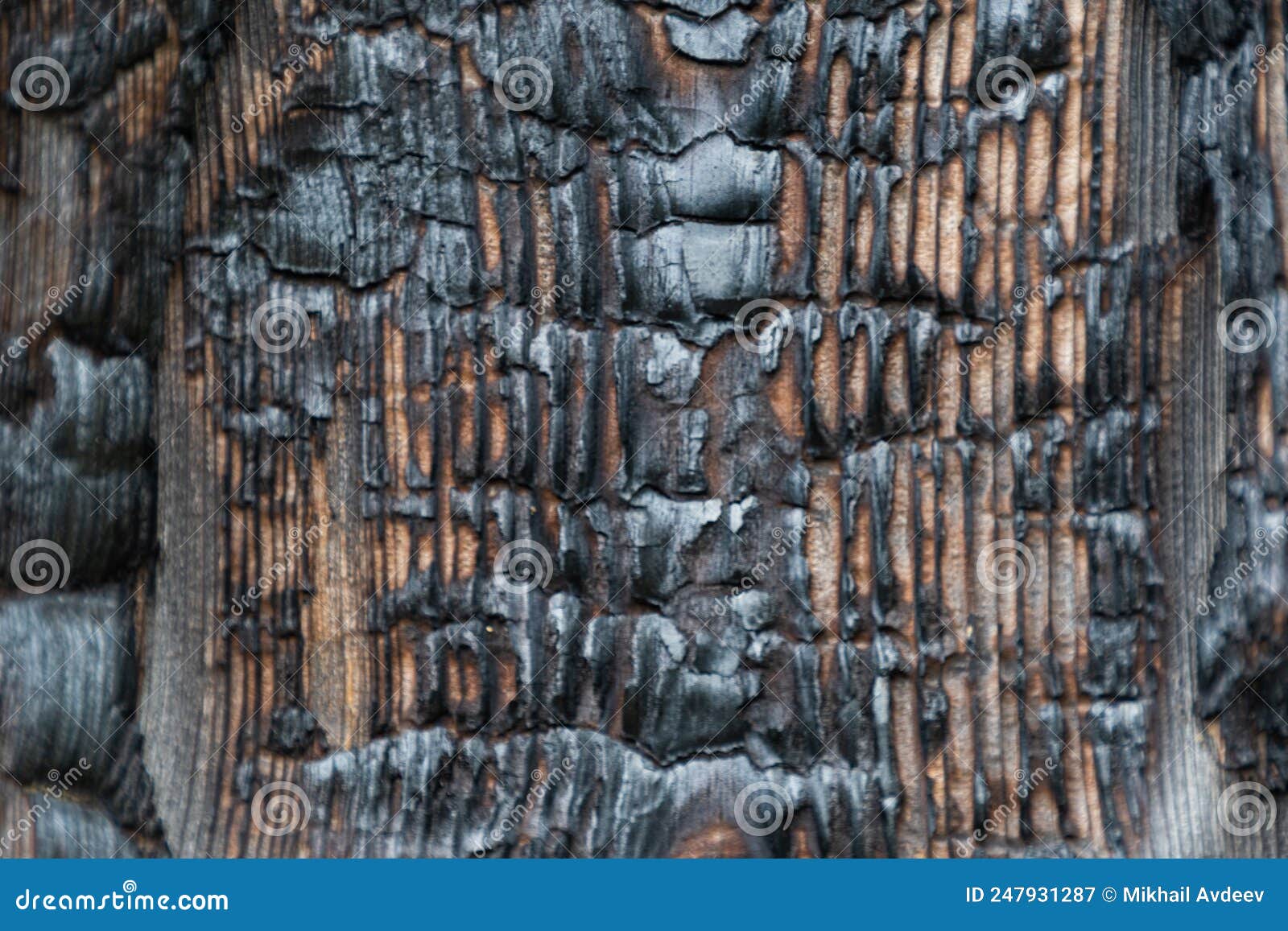 Structure of Burnt Tree Trunk, Charred Log As Background. Consequences ...