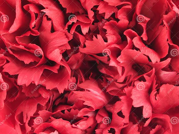 Structure of Carnation Flower Stock Image - Image of cheerful, bright ...