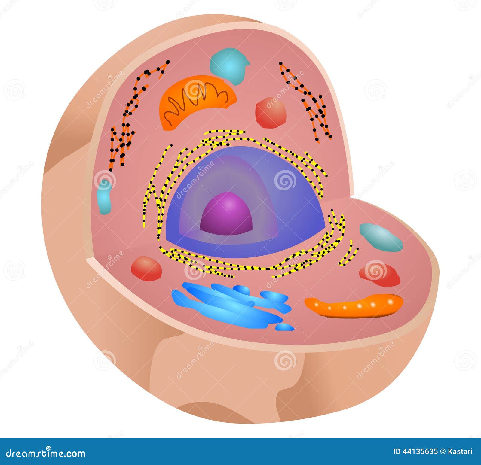 Structure Cellulaire Animale Illustration Stock - Illustration du ...