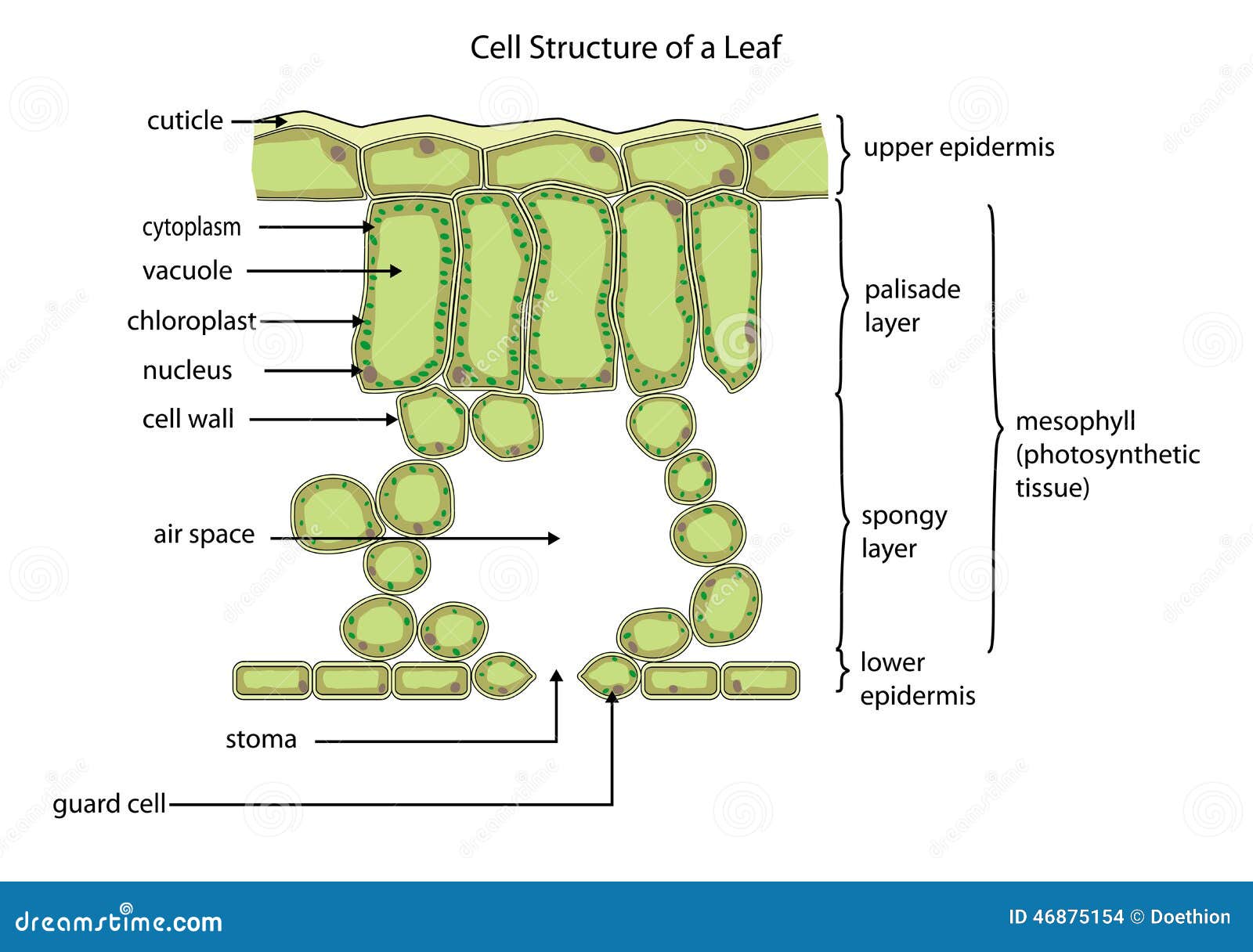 Structure Cellulaire D'une Feuille Illustration de Vecteur ...