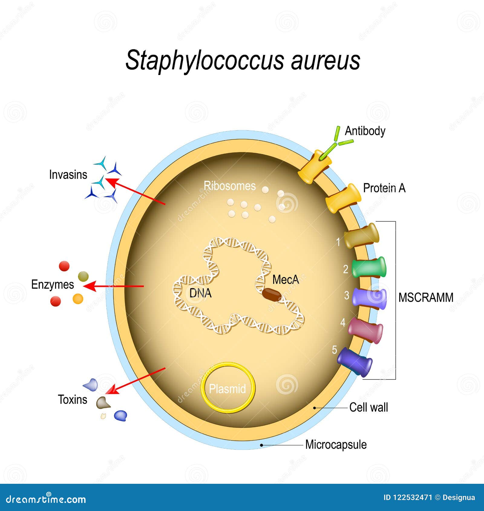 Staphylococcus Aureus All Microbes