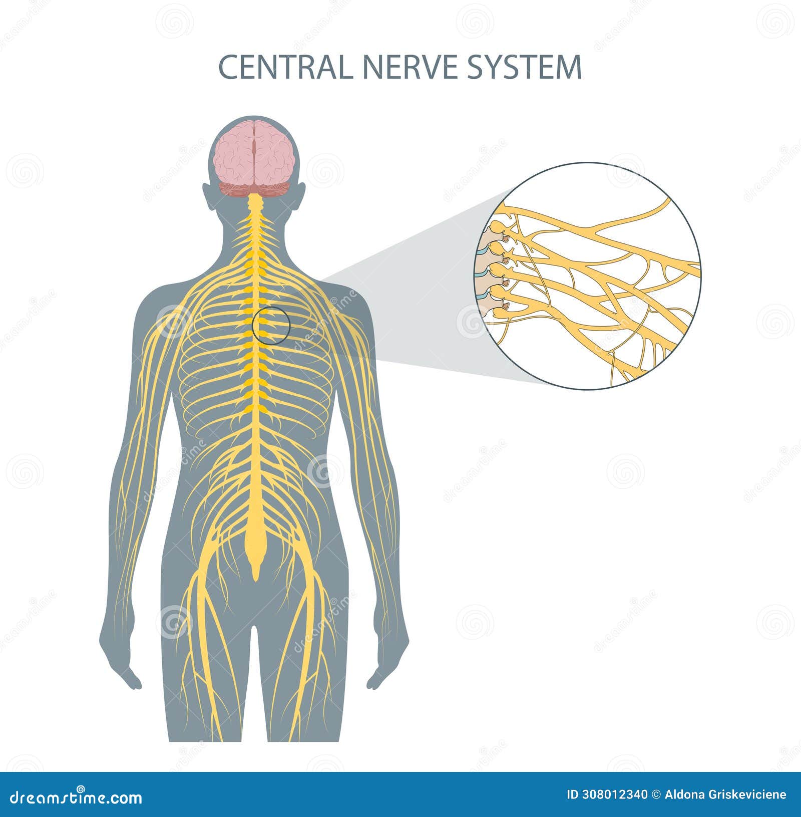 Central Nervous System Cartoon Vector | CartoonDealer.com #229628627