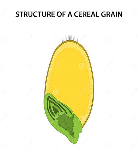 Structure of a Cereal Grain (caryopsis). Stock Vector - Illustration of ...