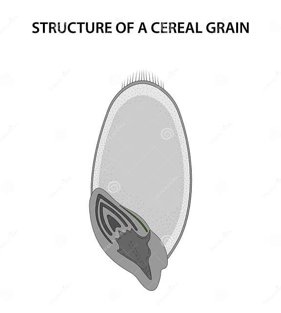 Structure of a Cereal Grain (caryopsis). Stock Vector - Illustration of ...
