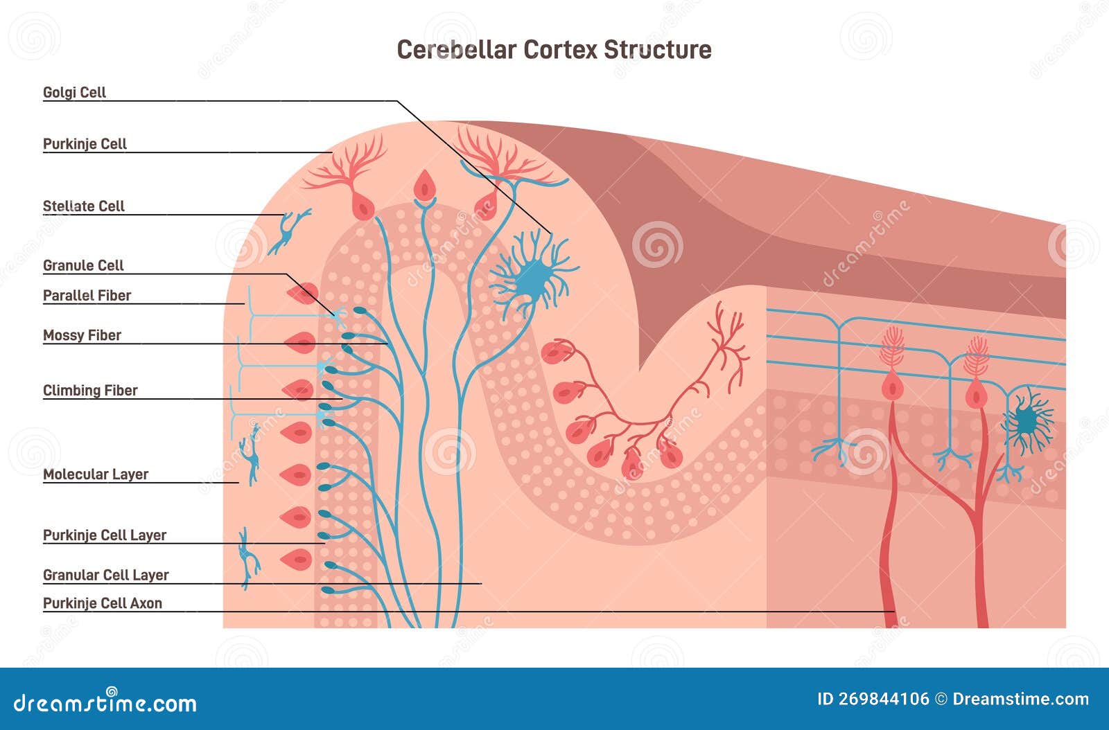Cerebral Cortex Layers
