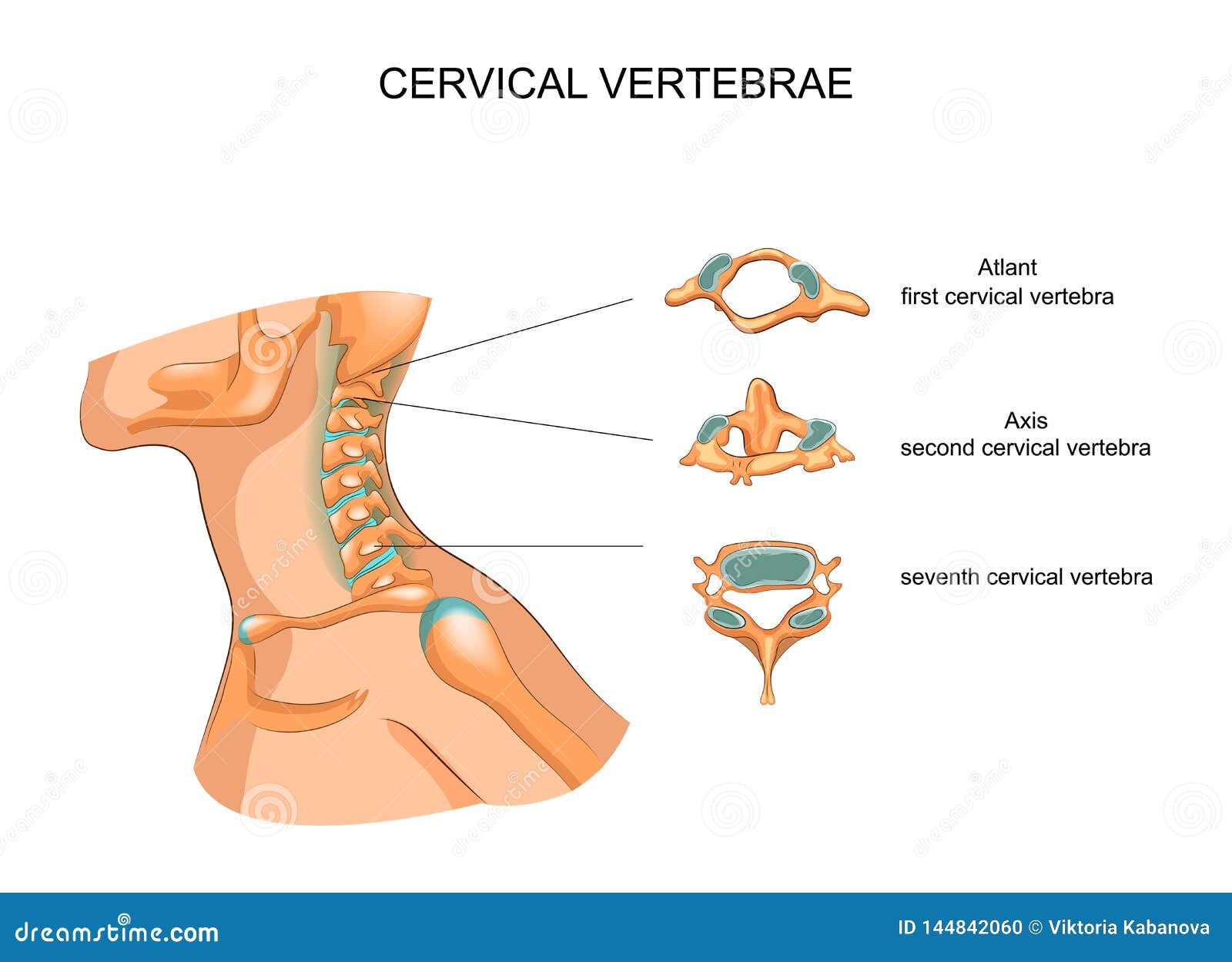 Structure Of The Cervical Vertebrae Stock Vector Illustration Of