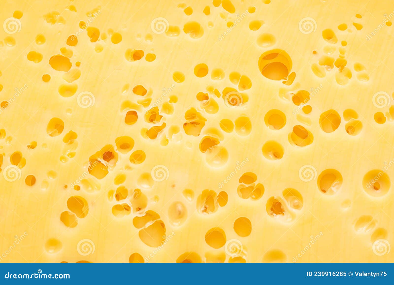 Structure of Cheese with Small Holes Close-up. Food Background Stock ...