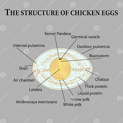 The Structure of Chicken Eggs Stock Vector - Illustration of incubation ...