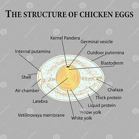 The Structure of Chicken Eggs Stock Vector - Illustration of incubation ...