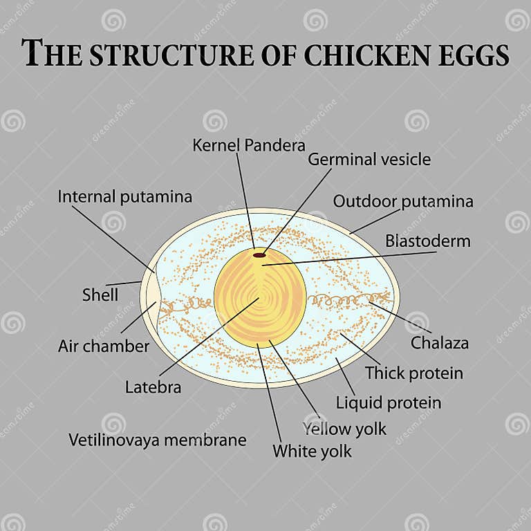 The Structure of Chicken Eggs Stock Vector - Illustration of incubation ...