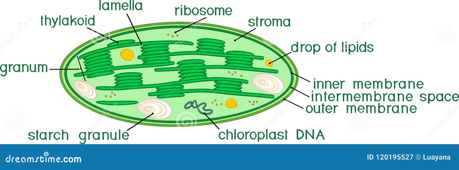 Chloroplast Cell Diagram