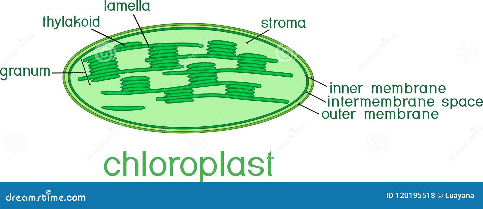 Structure of Chloroplast with Titles Stock Vector - Illustration of ...
