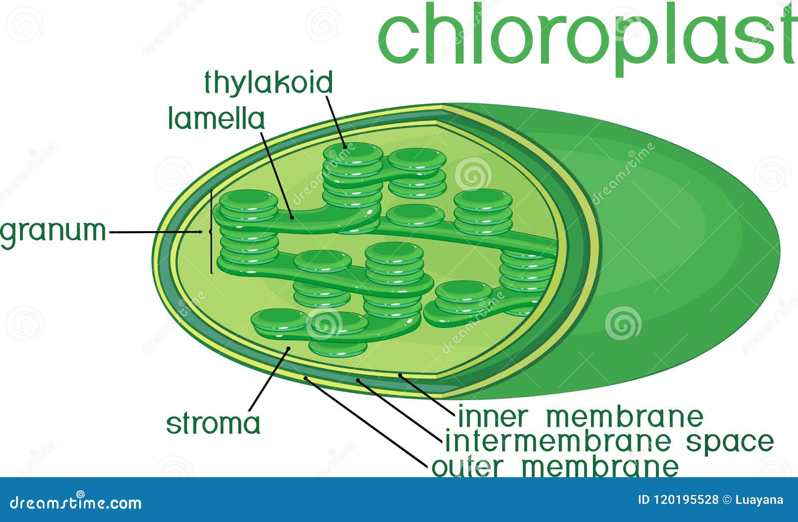 Structure Of Chloroplast With Titles Vector Illustration ...