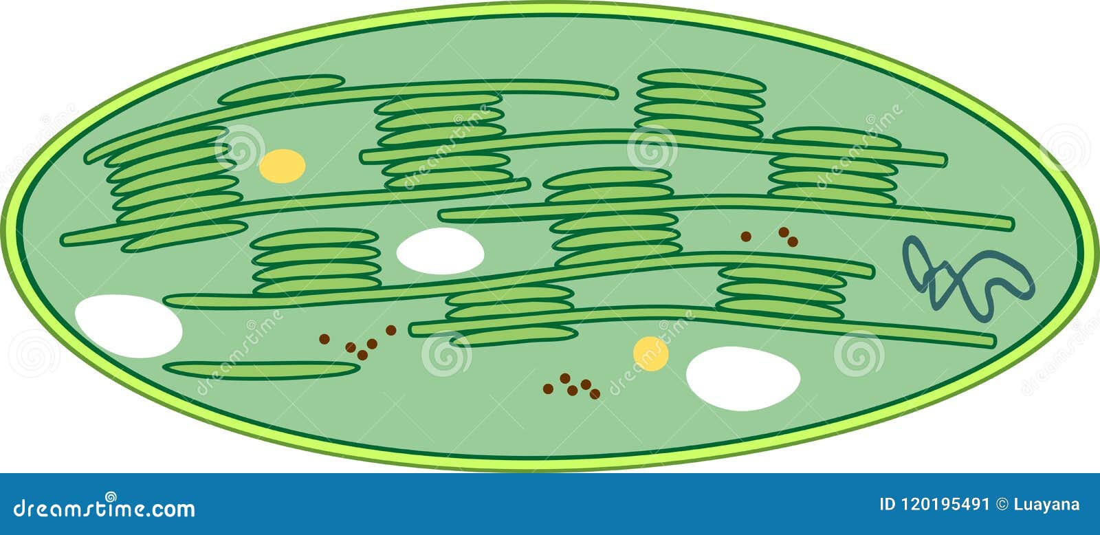 Structure Of Chloroplast With Titles Vector Illustration ...