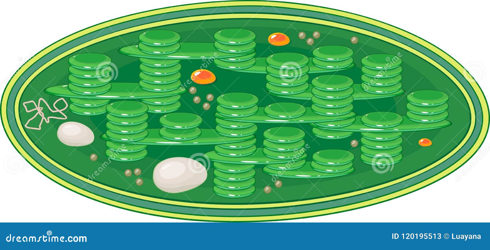 Structure Of Chloroplast Cartoon Vector | CartoonDealer.com #120195513