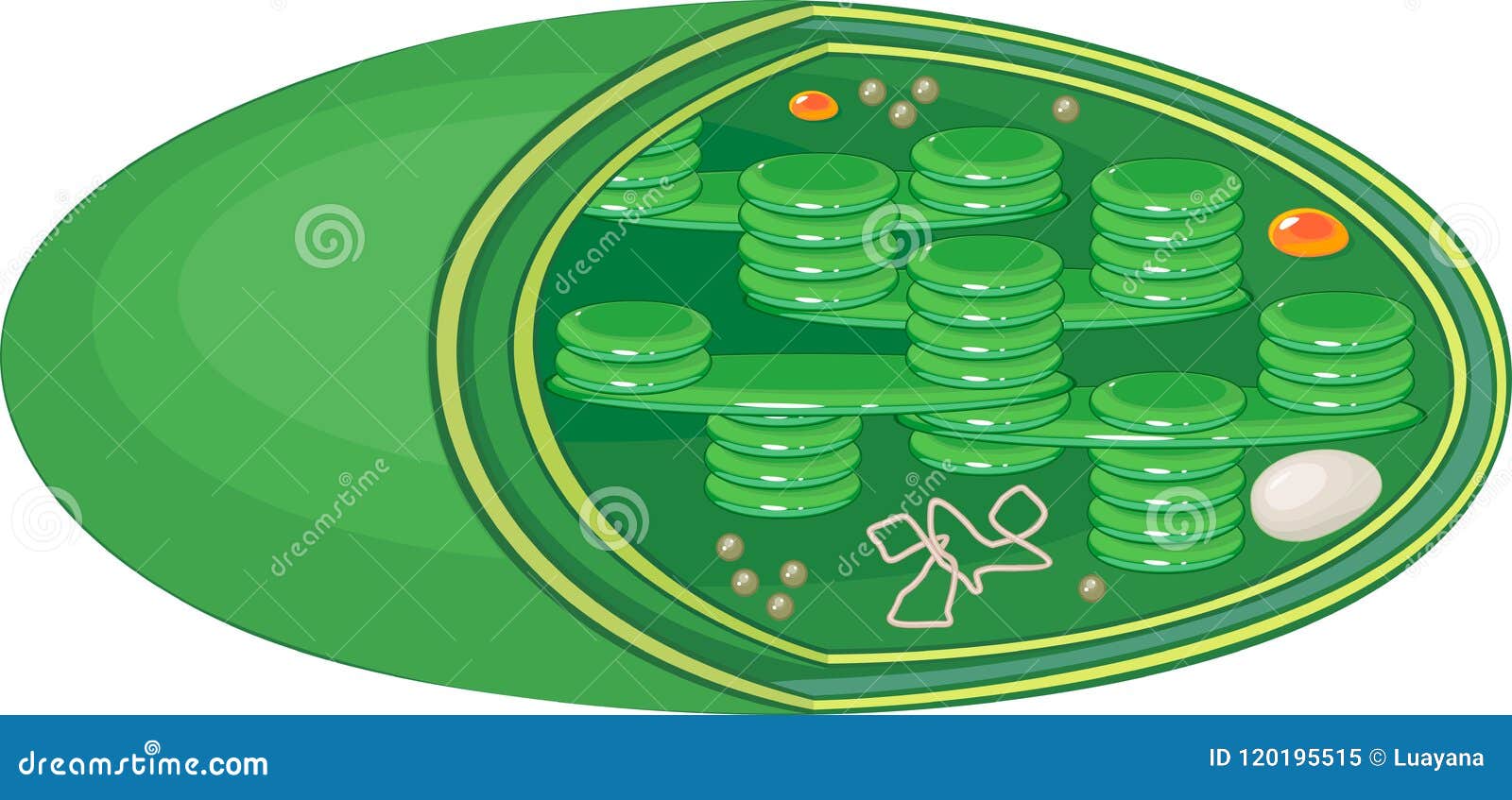 Structure Of Chloroplast Cartoon Vector | CartoonDealer.com #120195513
